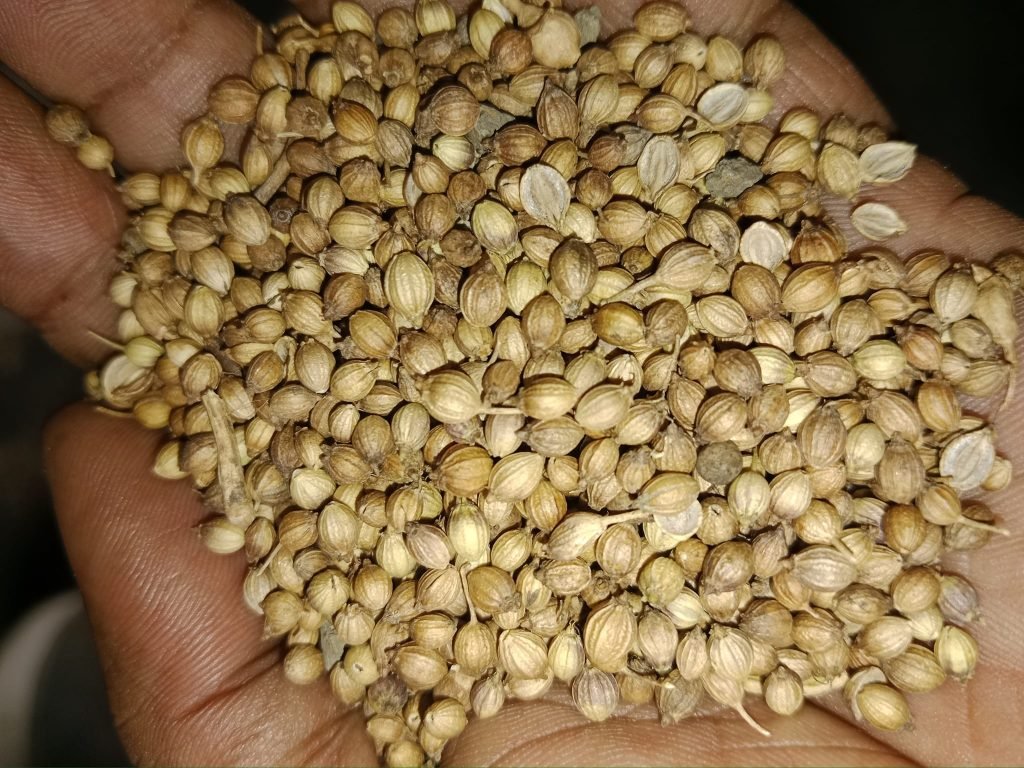 Premium Coriander Seed from India | High-Quality Indian Coriander